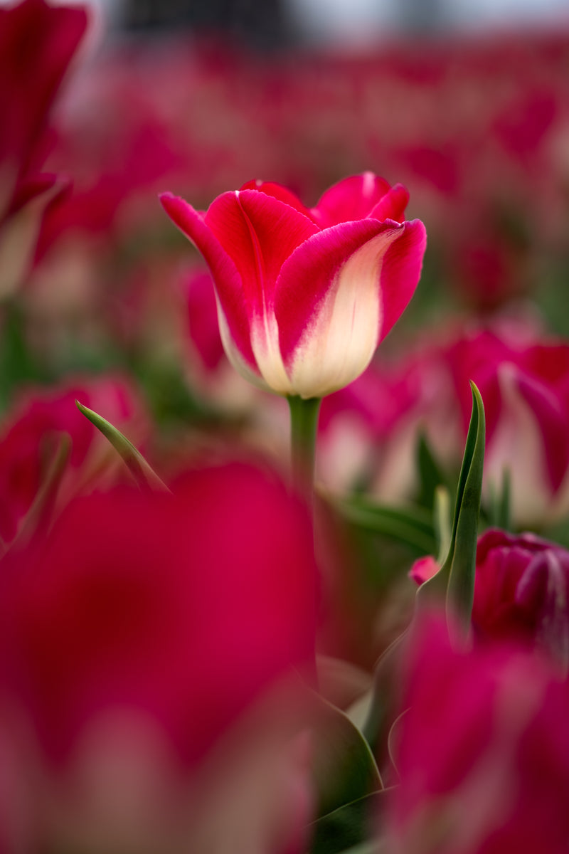 Photo: Alectric Tulip| Postcards Market
