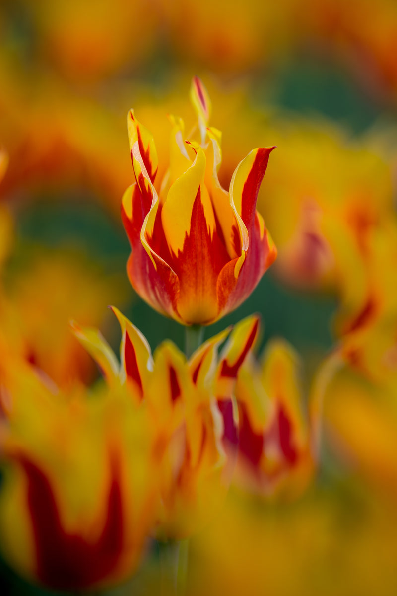 Photo 7: Fire Wings Tulip| Postcards Market