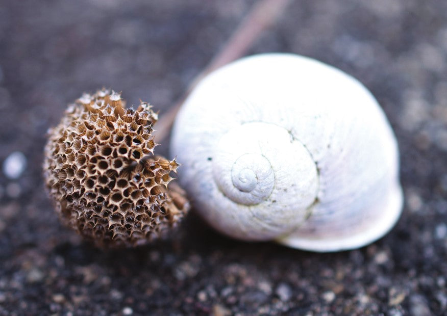 Photo A010: Friends (Seashell)| Postcards Market