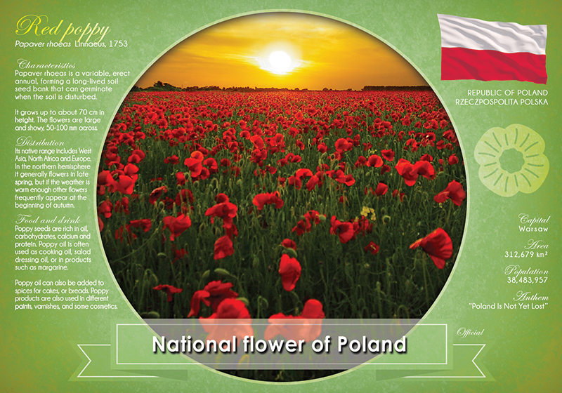HB11 National flower of Poland (bundle of 5 cards)| Postcards Market