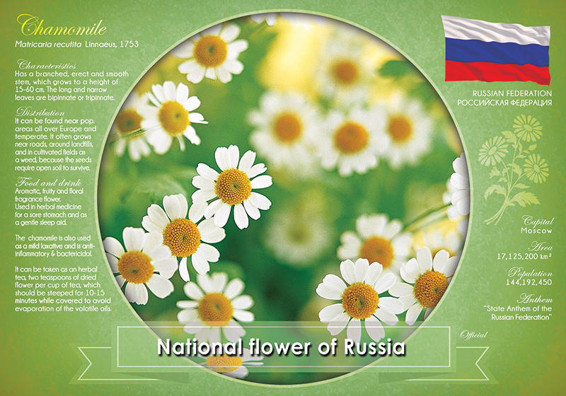 National Flower Of Russia