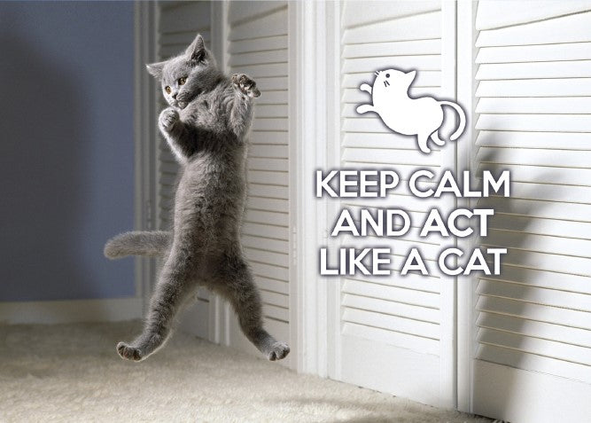 Photo A006: Keep Calm and act like a cat| Postcards Market