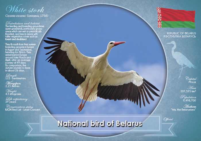 National Bird of Belarus (bundle of 5 cards)| Postcards Market
