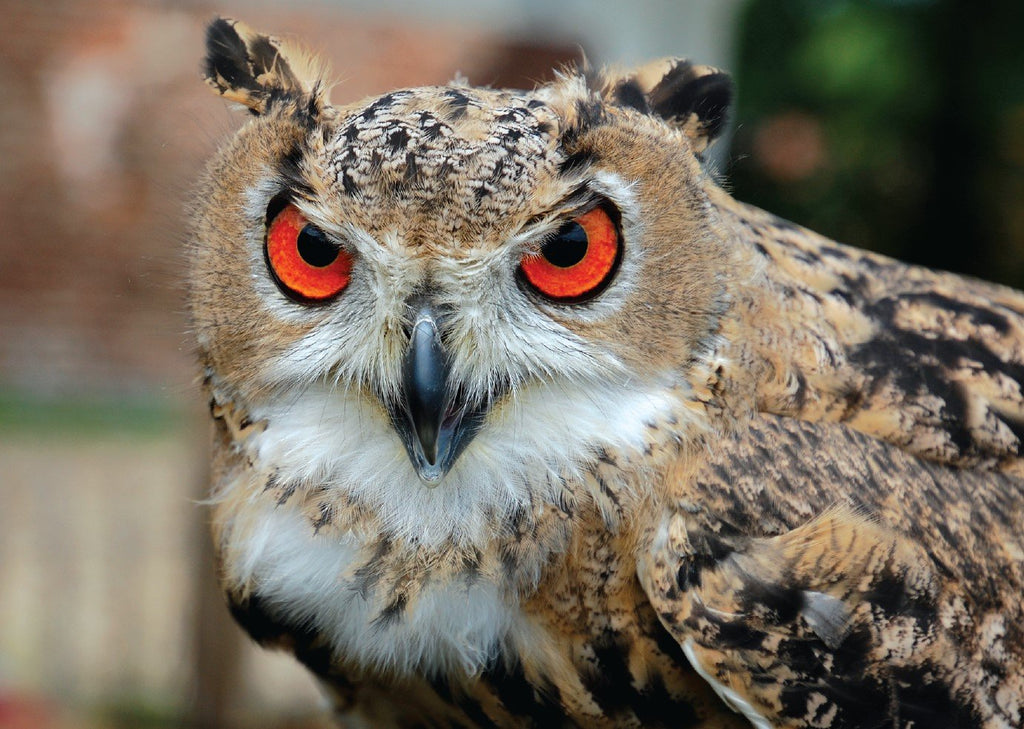 Photo Birds: Owl - Scout (bundle x 5 pieces)| Postcards Market